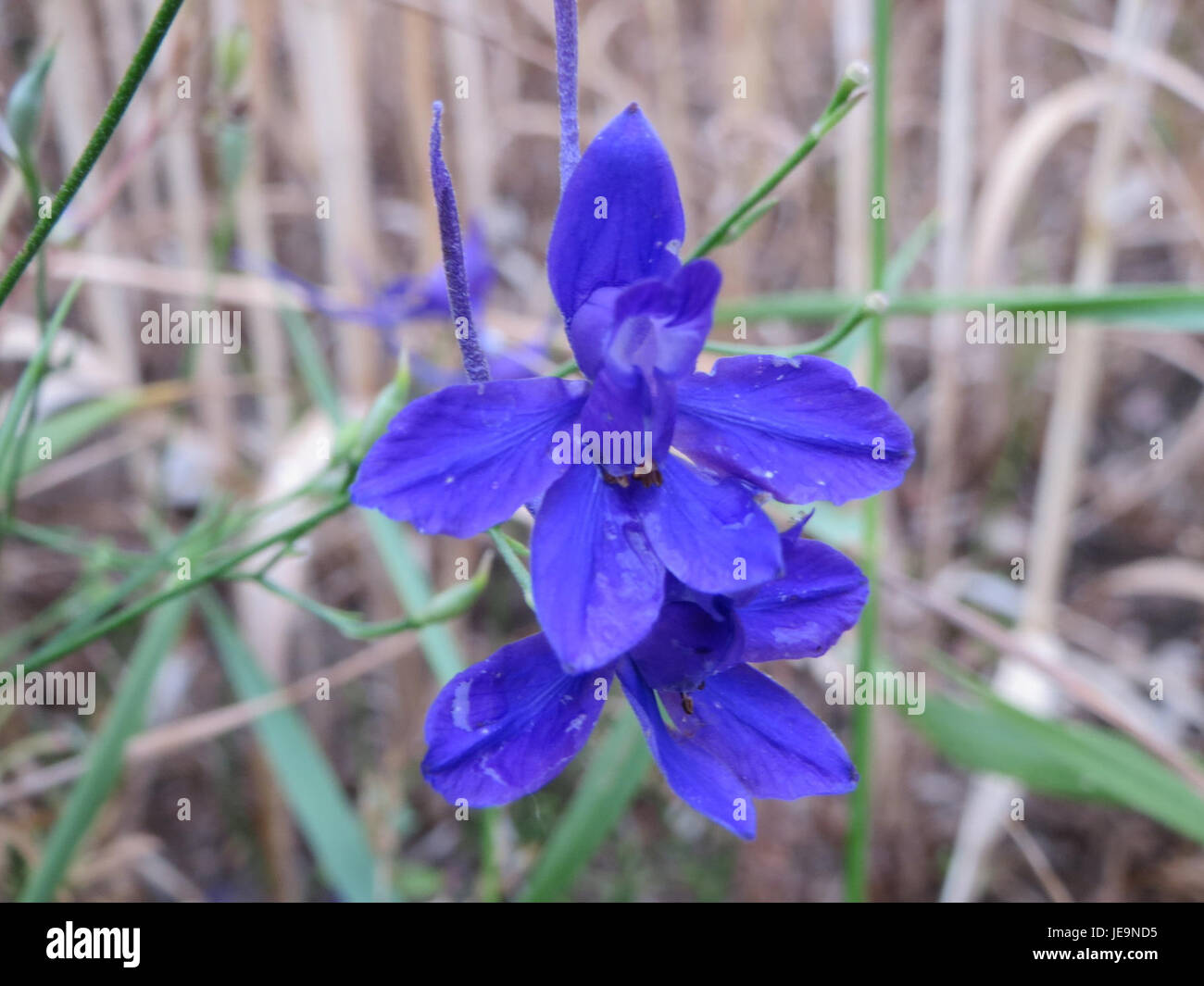 Tall blue spiked flowers hi-res stock photography and images - Alamy
