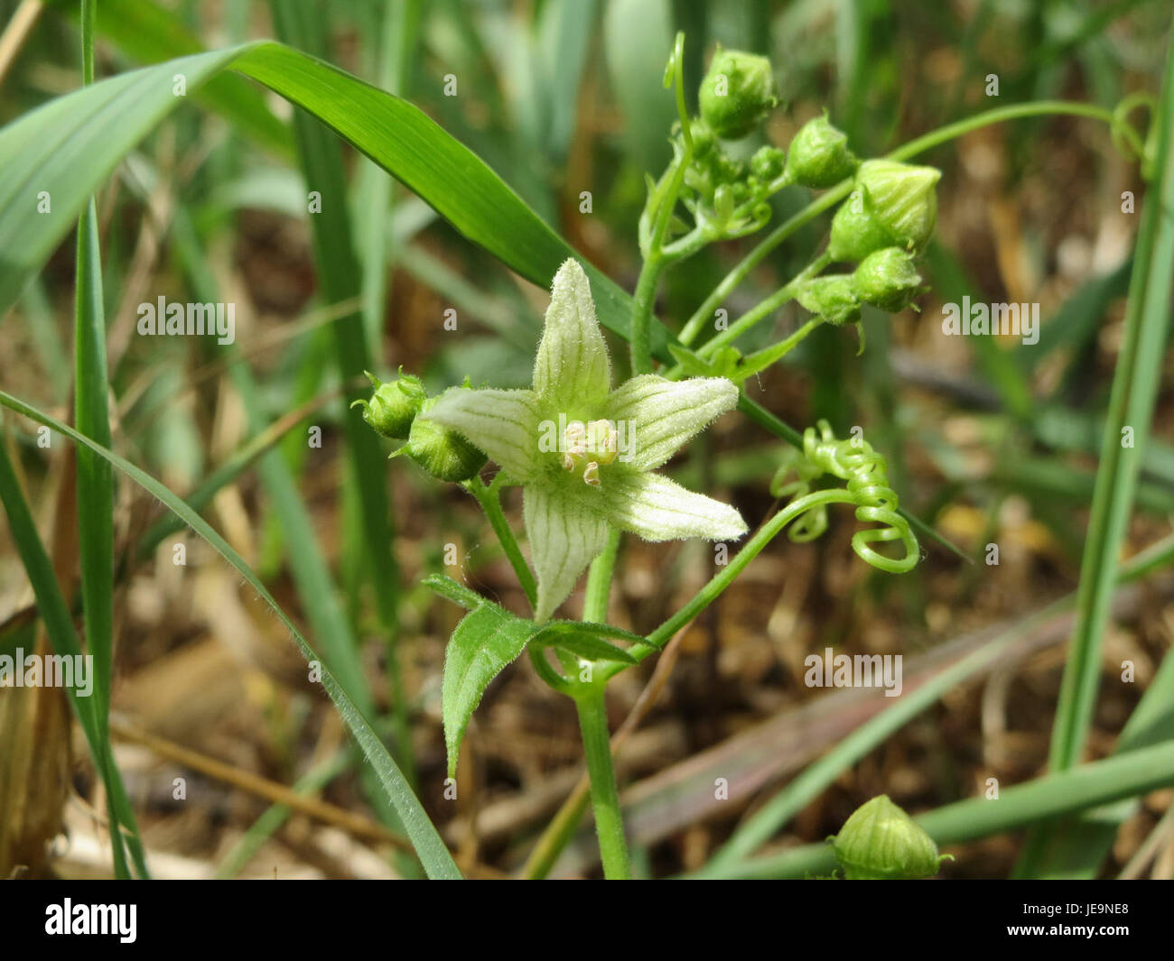 Bryonia dioica, also known as white bryony, is a climbing plant that ...