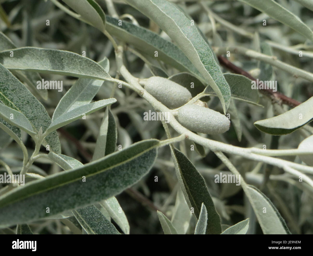 Elaeagnus angustifolia russian olive hi-res stock photography and ...