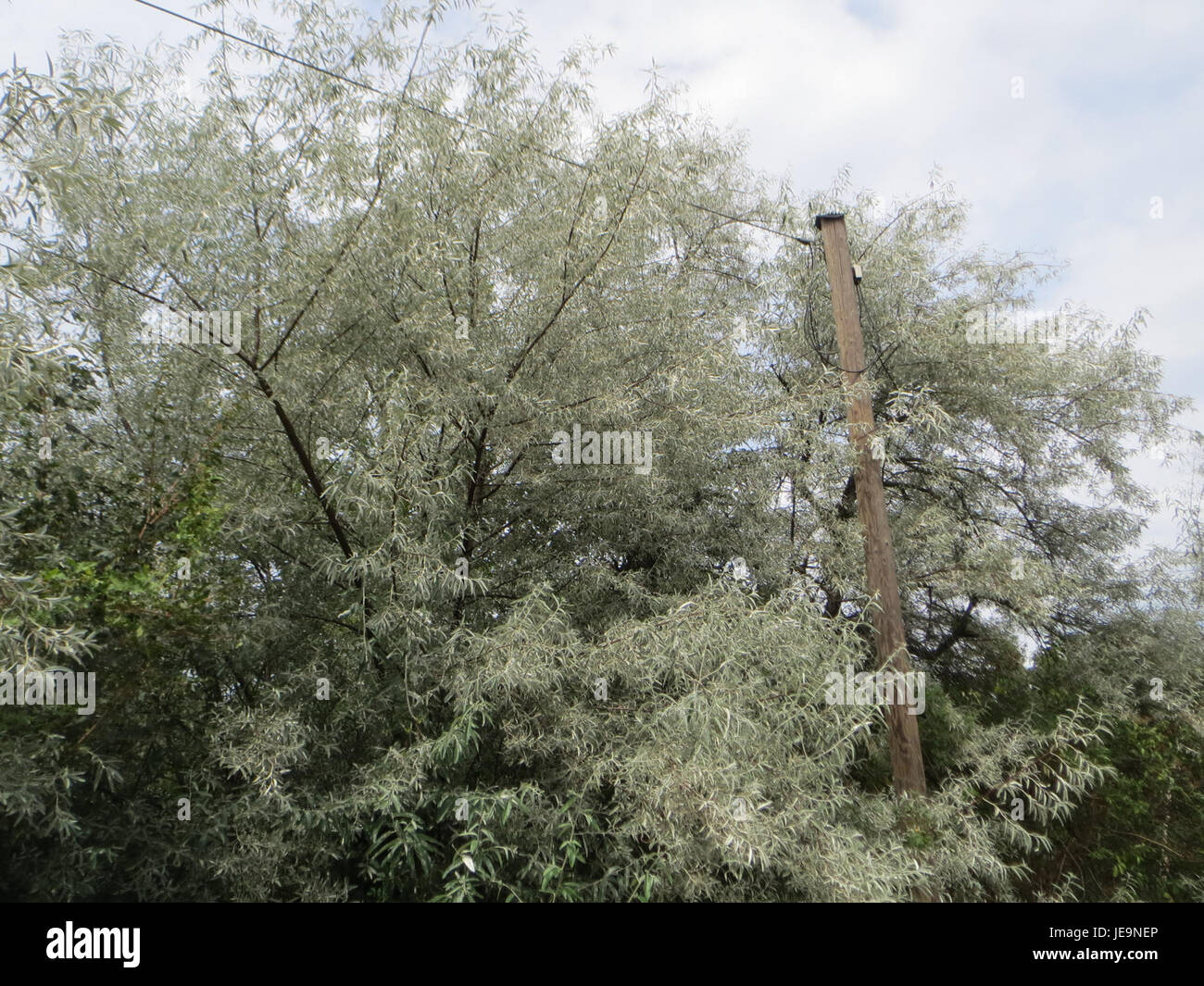 Elaeagnus angustifolia tree hi-res stock photography and images - Alamy