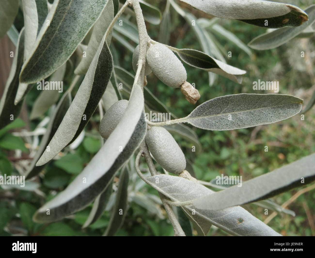 Elaeagnus angustifolia, or Russian olive, is a deciduous shrub or small ...