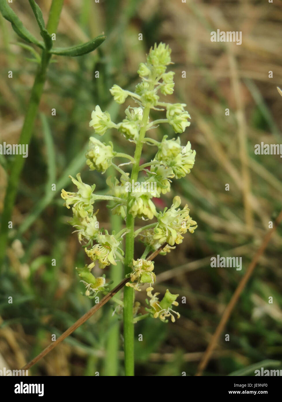 Reseda lutea, commonly known as yellow mignonette, is a flowering plant ...
