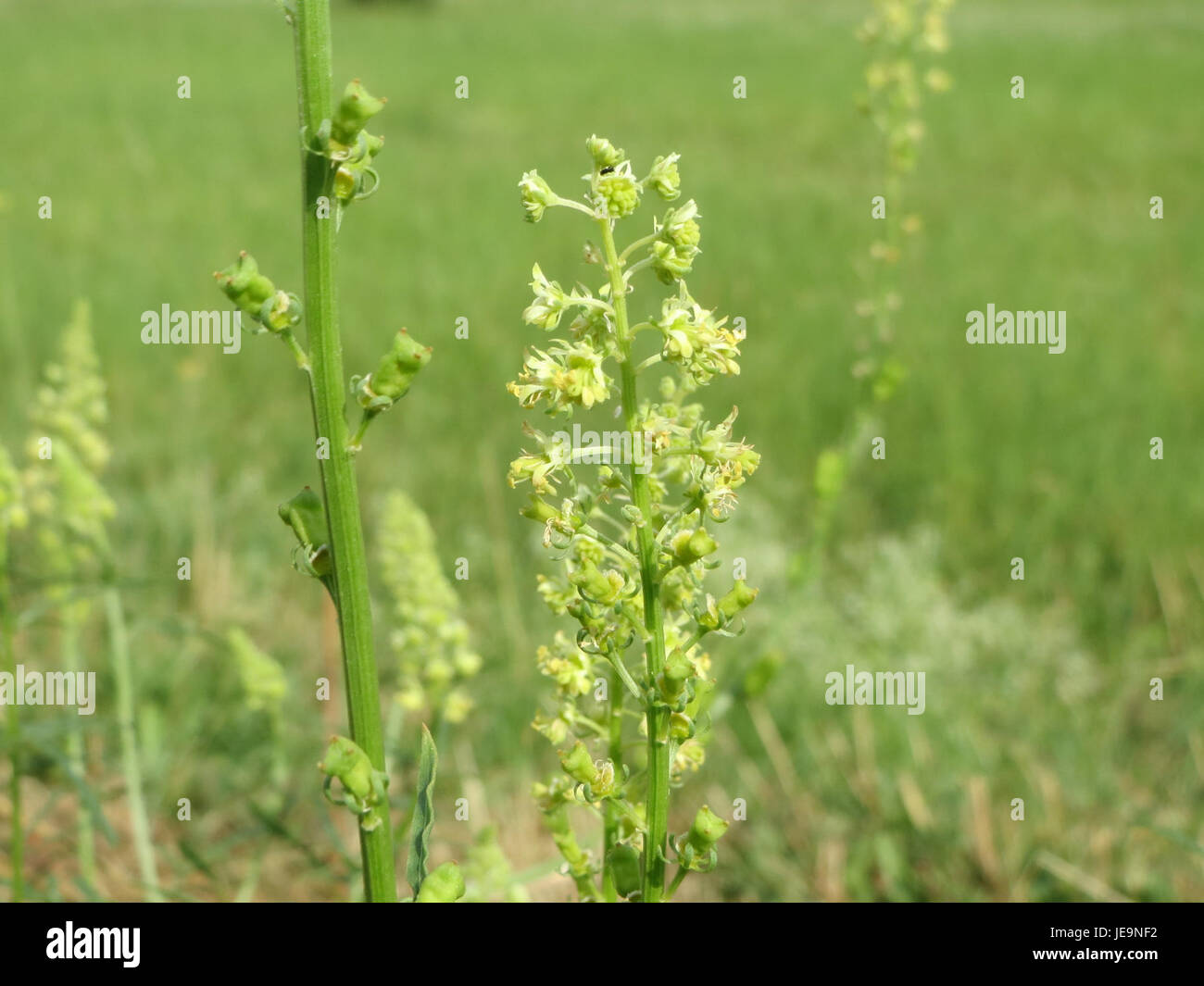 Mignonette flowering plant hi-res stock photography and images - Alamy