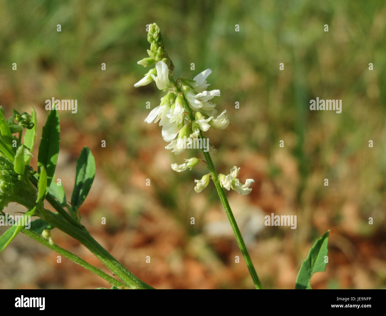 Melilotus albus, or white sweet clover, is a flowering plant native to ...