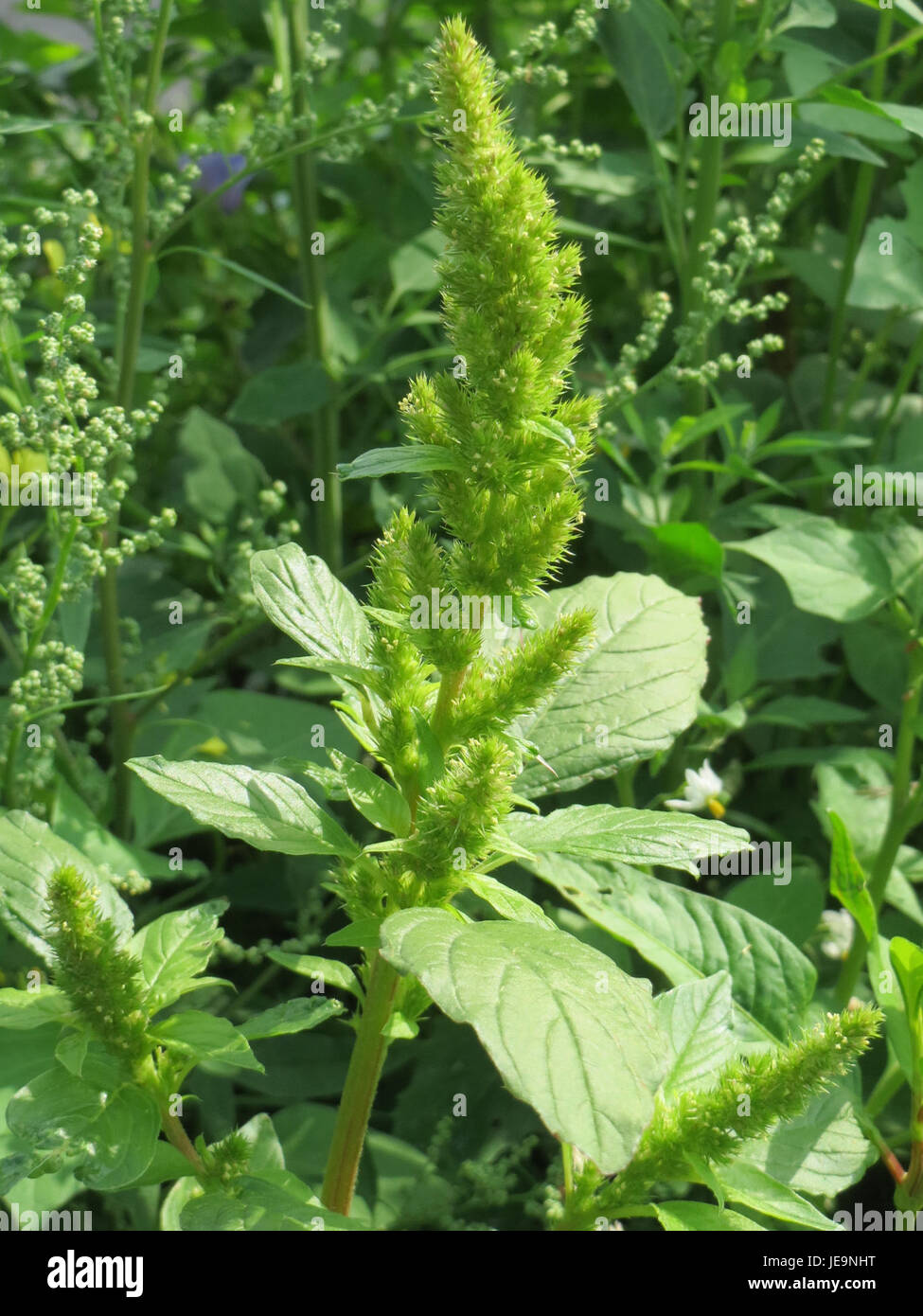 Plant species amaranthus retroflexus hi-res stock photography and ...
