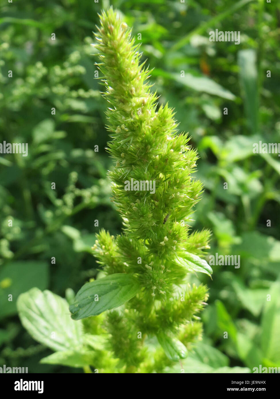 Plant species amaranthus retroflexus hi-res stock photography and ...