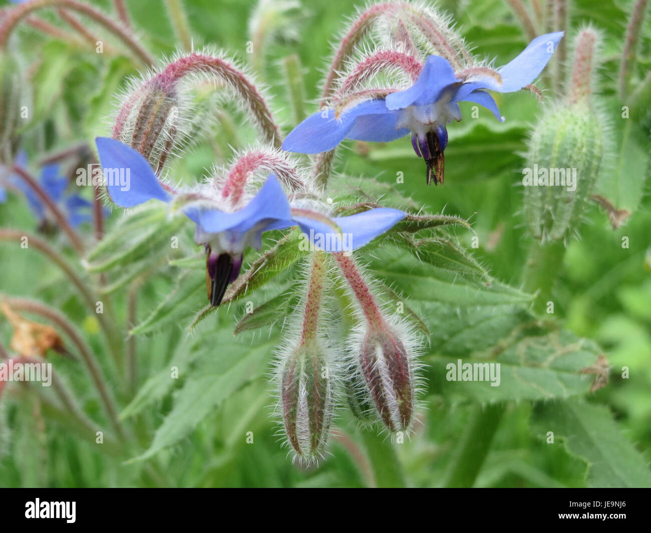 Borago officinalis, commonly known as borage, is a herbaceous plant ...