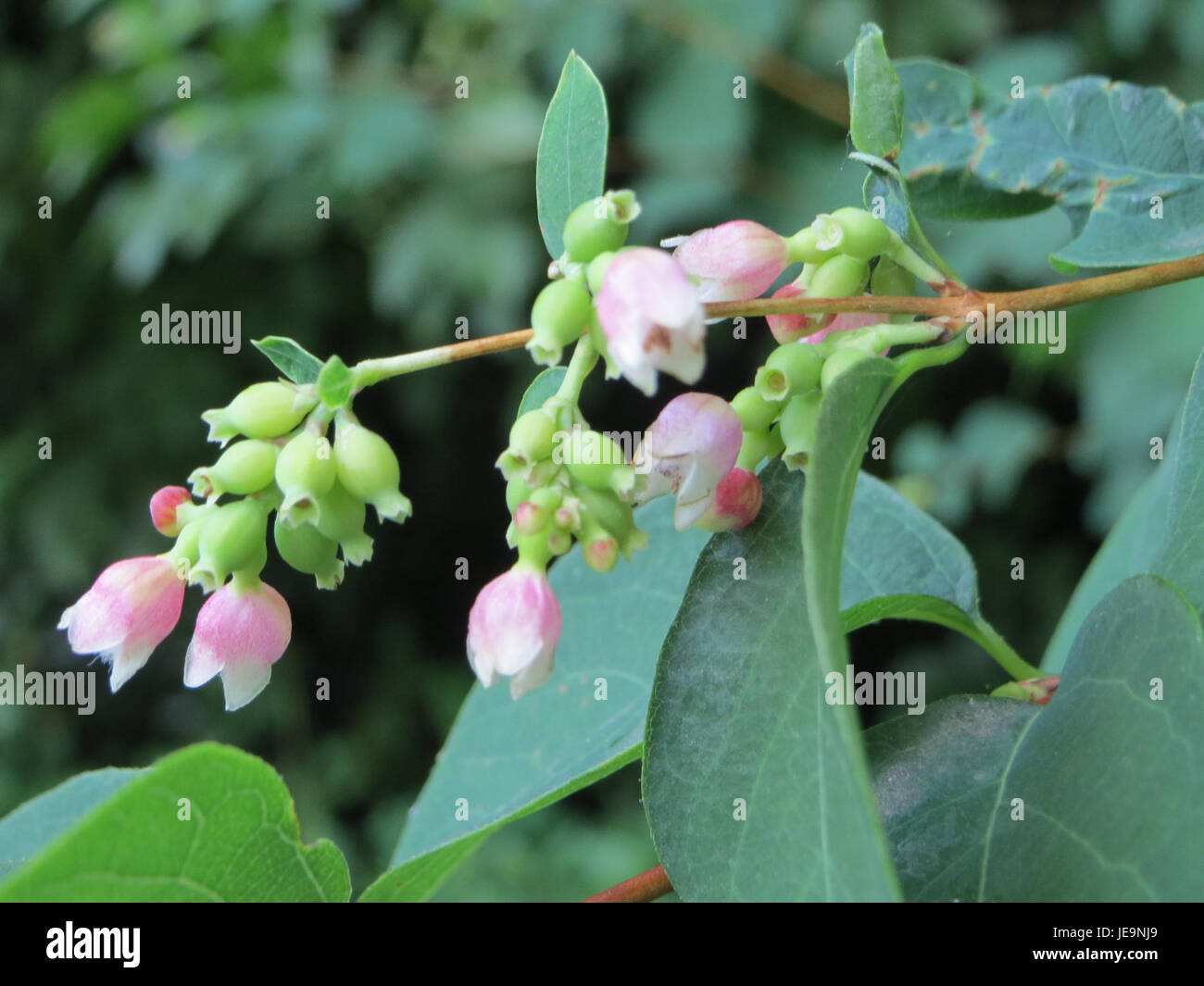 Symphoricarpos albus, commonly known as snowberry, is a deciduous shrub ...