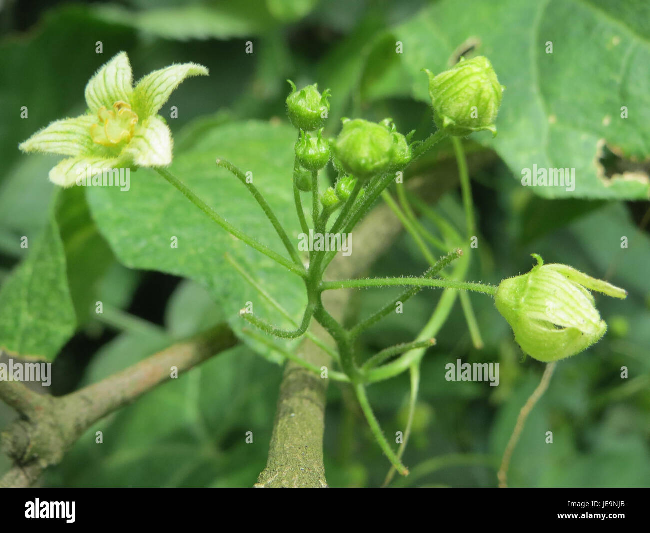 Plant white bryony bryonia hi-res stock photography and images - Alamy