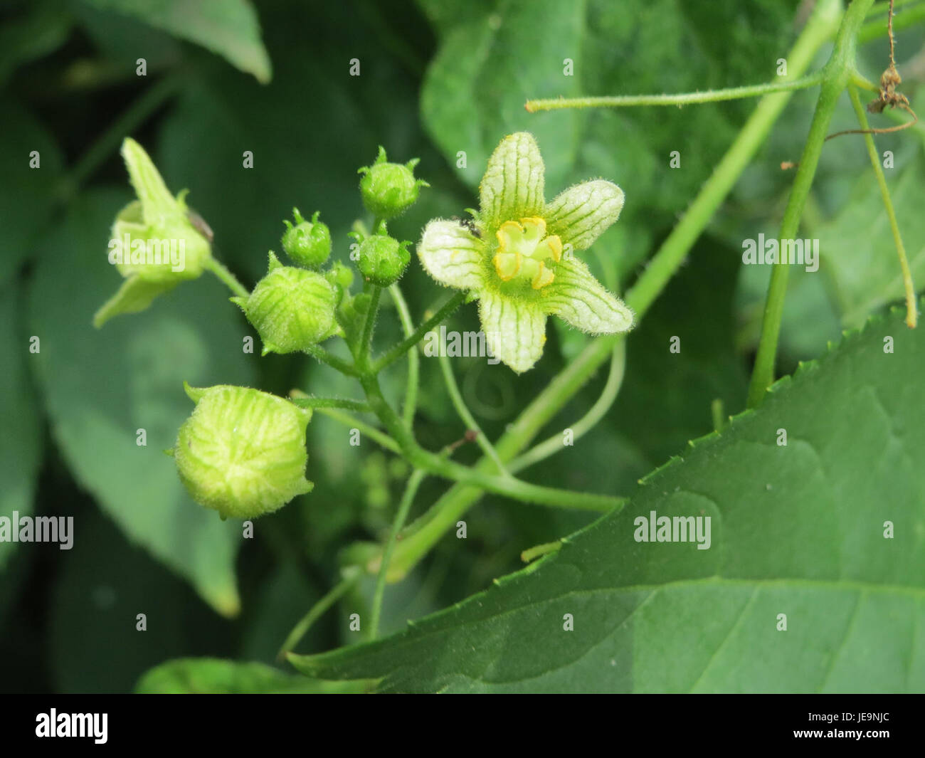 *Bryonia dioica*, also known as white bryony, is featured in this image ...