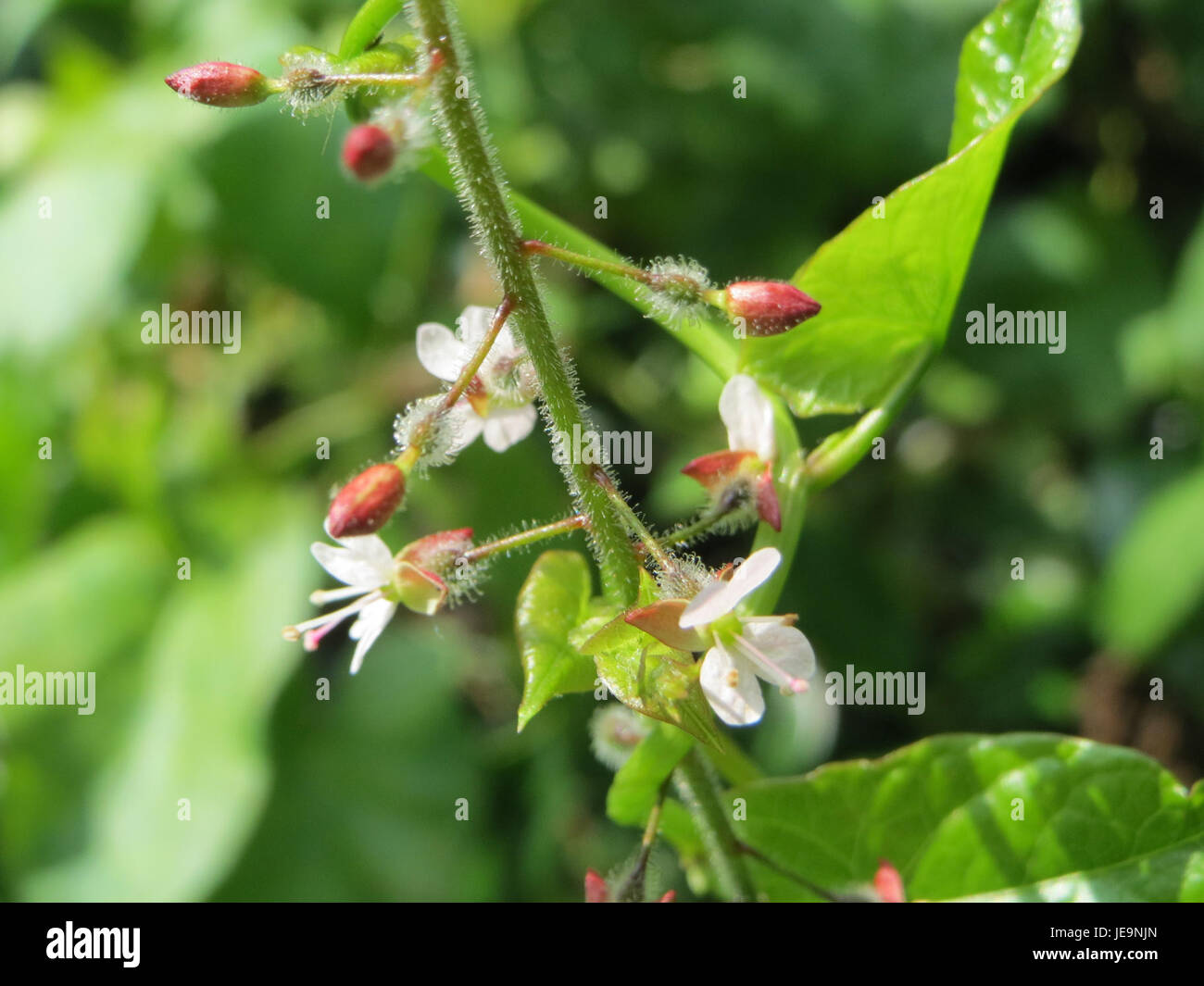 Circaea lutetiana, commonly known as enchanter's nightshade, is a ...