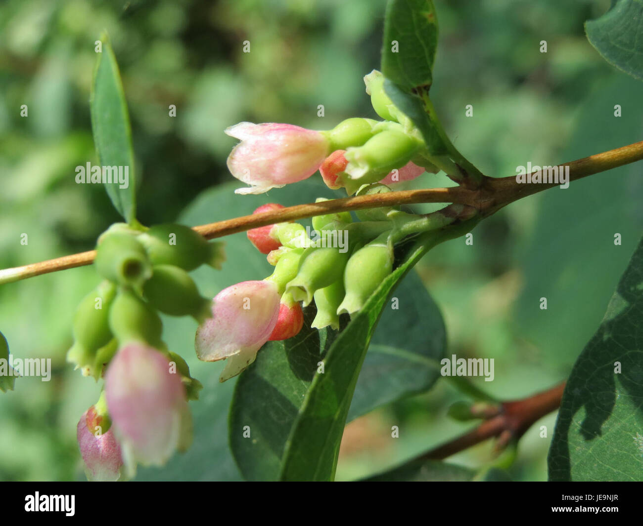Symphoricarpos albus, commonly known as snowberry, is a deciduous shrub ...