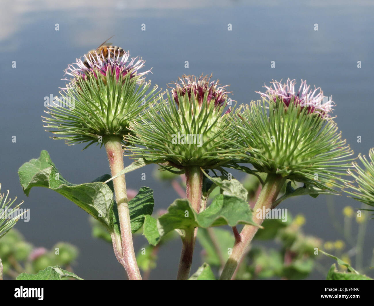 Commonly known as burdock hi-res stock photography and images - Alamy
