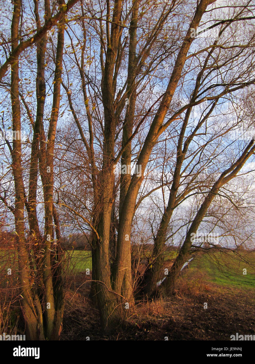Silberweide (Salix alba), also known as white willow, is a deciduous ...