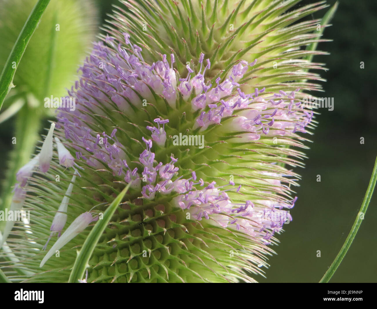 Dipsacus fullonum, commonly known as the fuller's teasel, is a plant ...