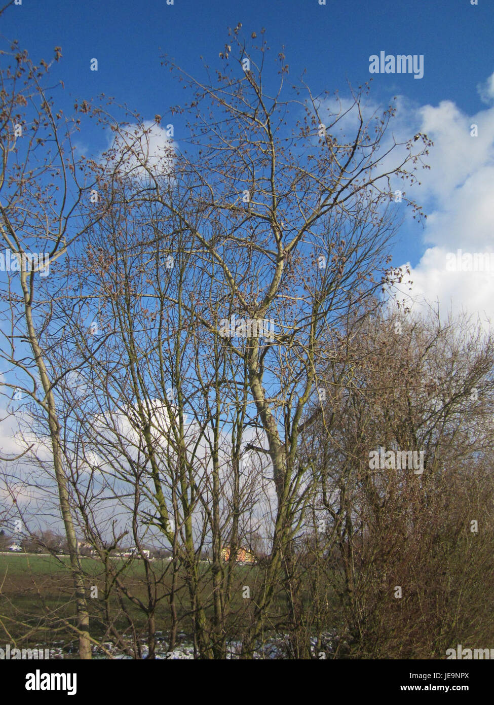 The photograph captures a row of poplar trees (Pappeln) in Hockenheim ...