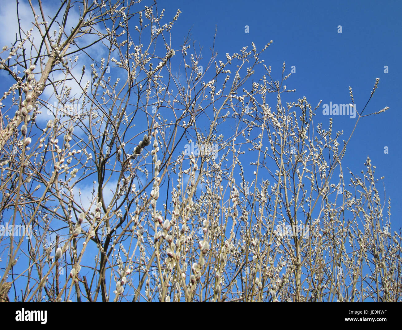 Salweide, or Salix caprea, commonly known as goat willow, is a tree ...