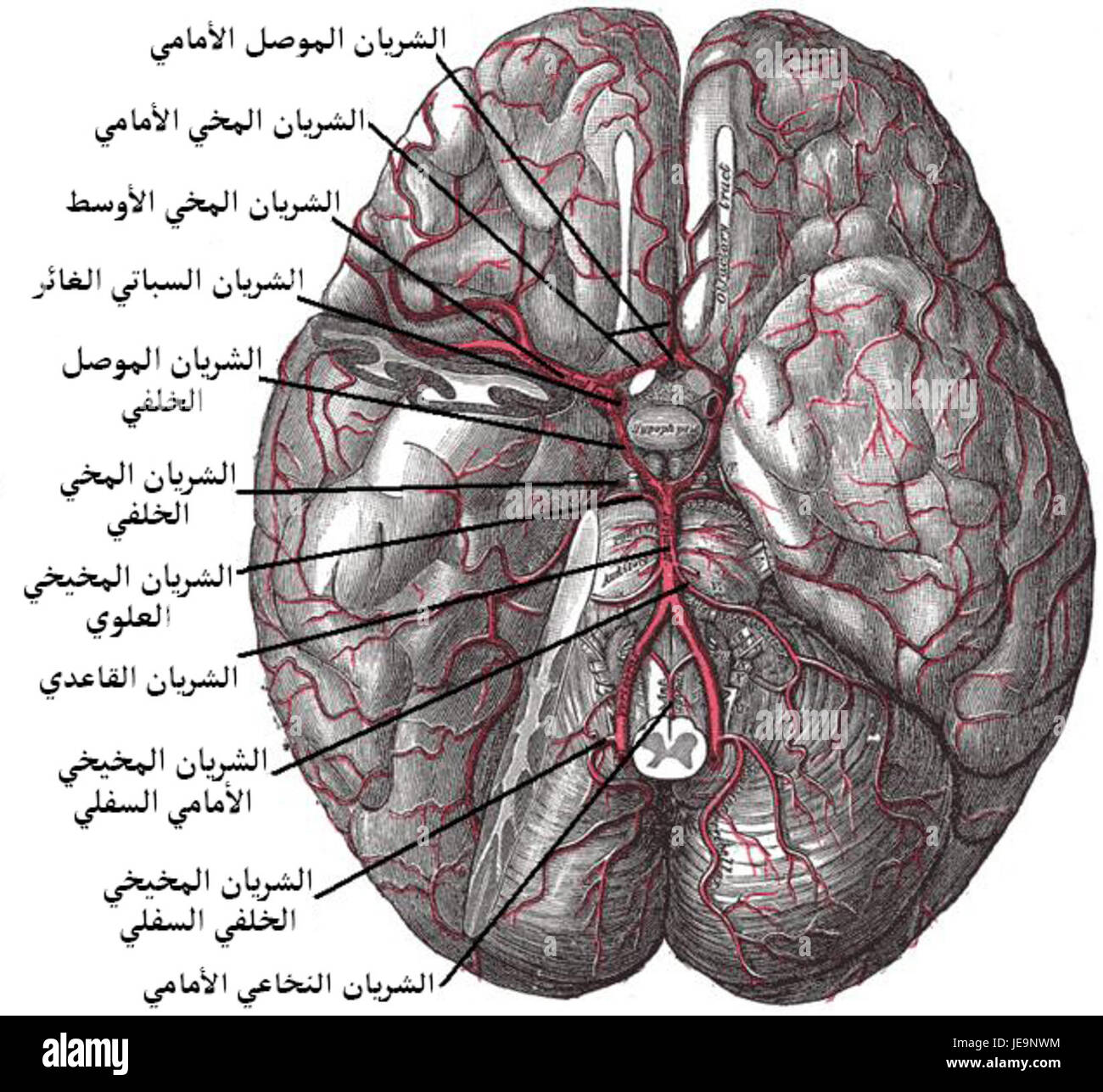 Brain arteries hi-res stock photography and images - Alamy