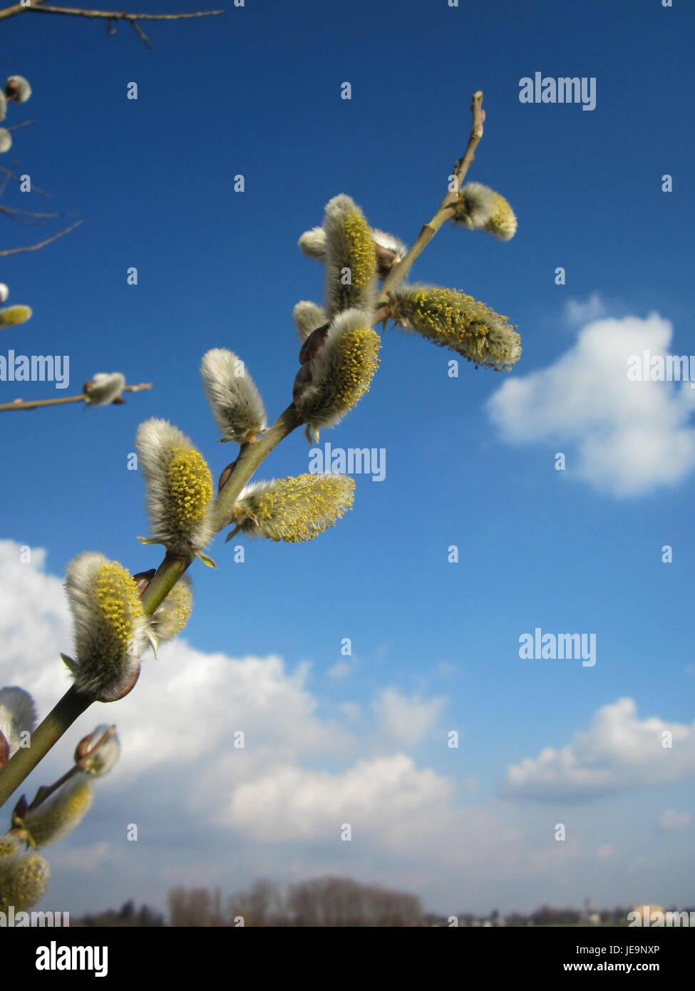 A photograph of Salix caprea, commonly known as goat willow or pussy ...
