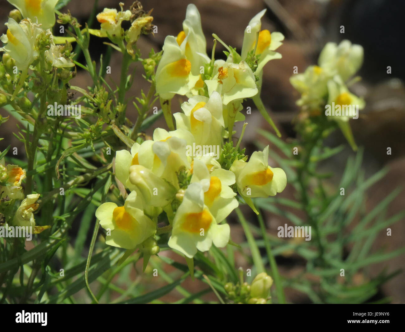 Linaria vulgaris, commonly known as yellow toadflax, is a perennial ...