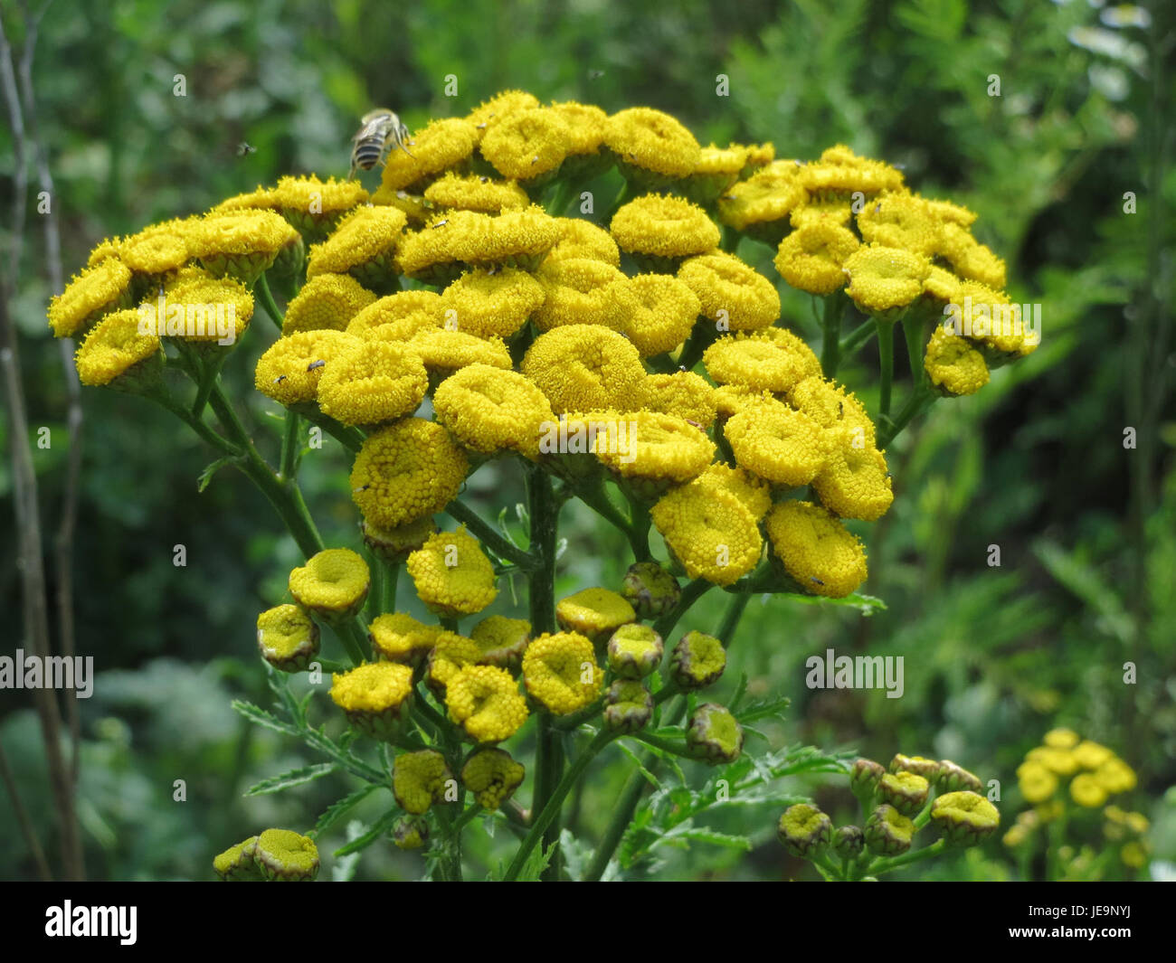 Species of herbaceous perennial flowering plant hi-res stock ...