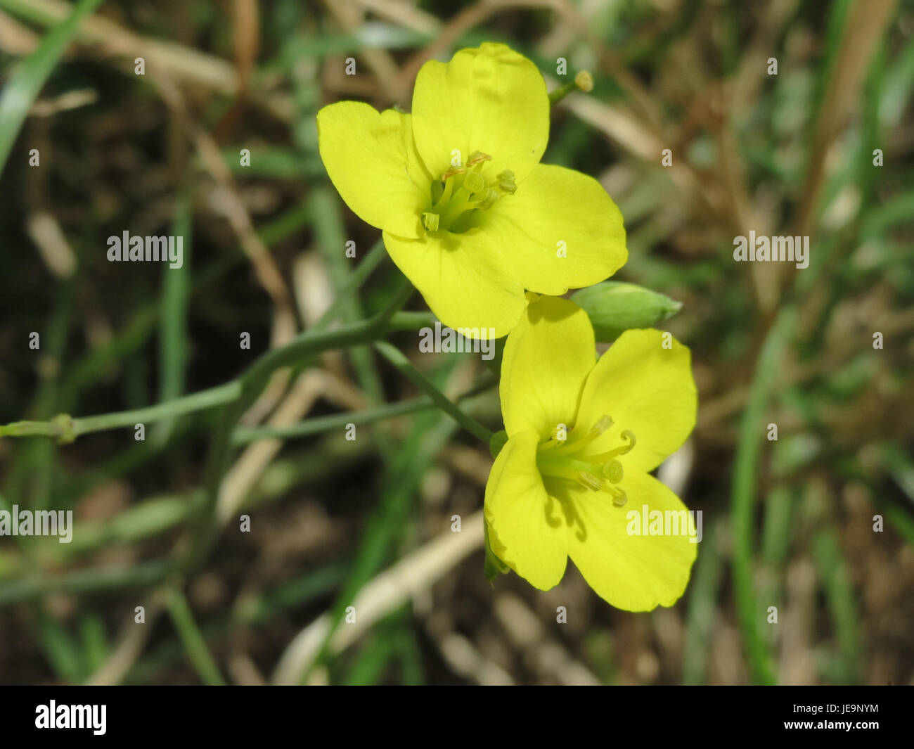 'Diplotaxis tenuifolia' is the scientific name for a species of plant ...
