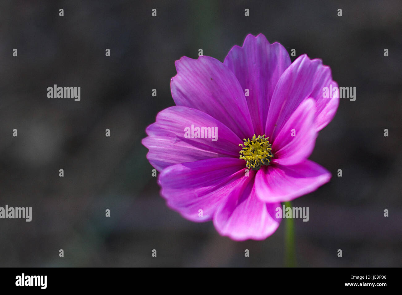 The photograph, titled 'Keeping the Color in a Bleak World,' captured ...