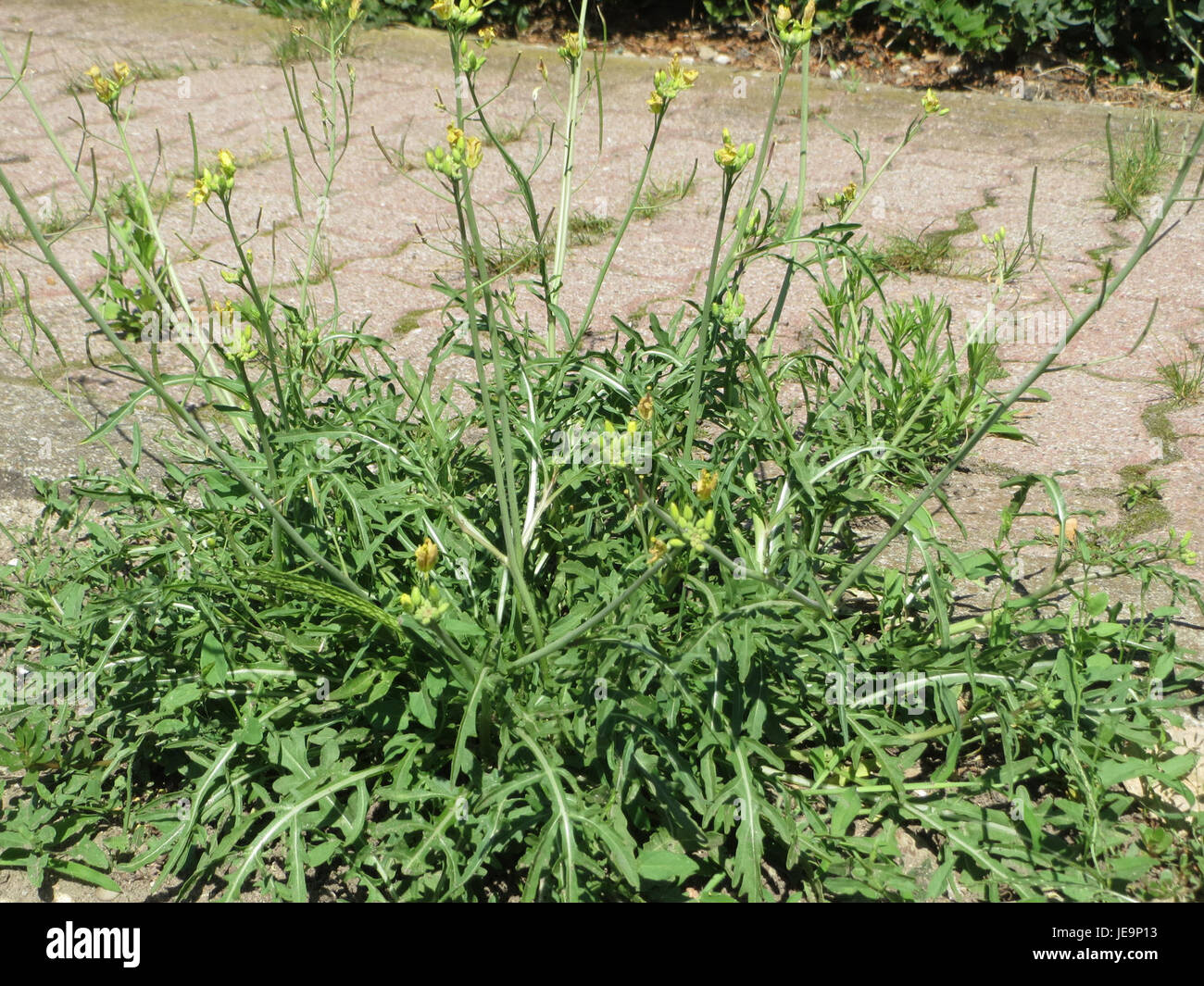 Image of Diplotaxis tenuifolia, a plant species known for its use in horticulture and medicinal ...