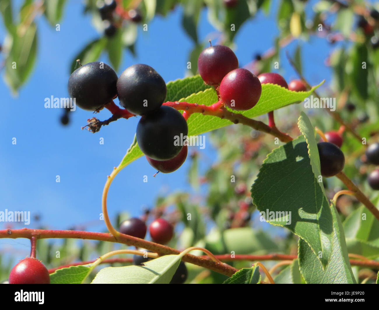 Prunus serotina, commonly known as black cherry, is a tree species ...