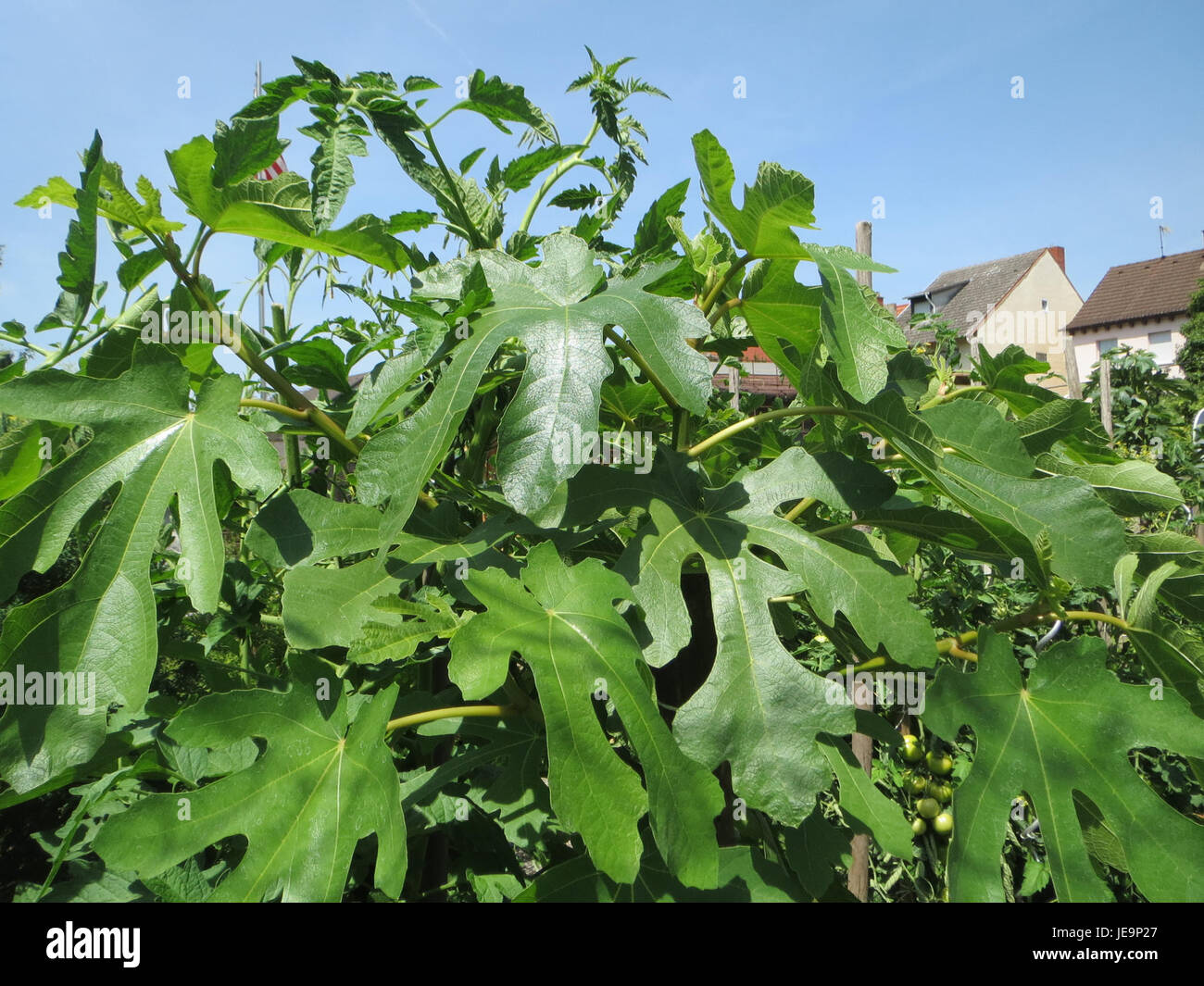 Ficus carica, commonly known as the common fig, is a species of ...