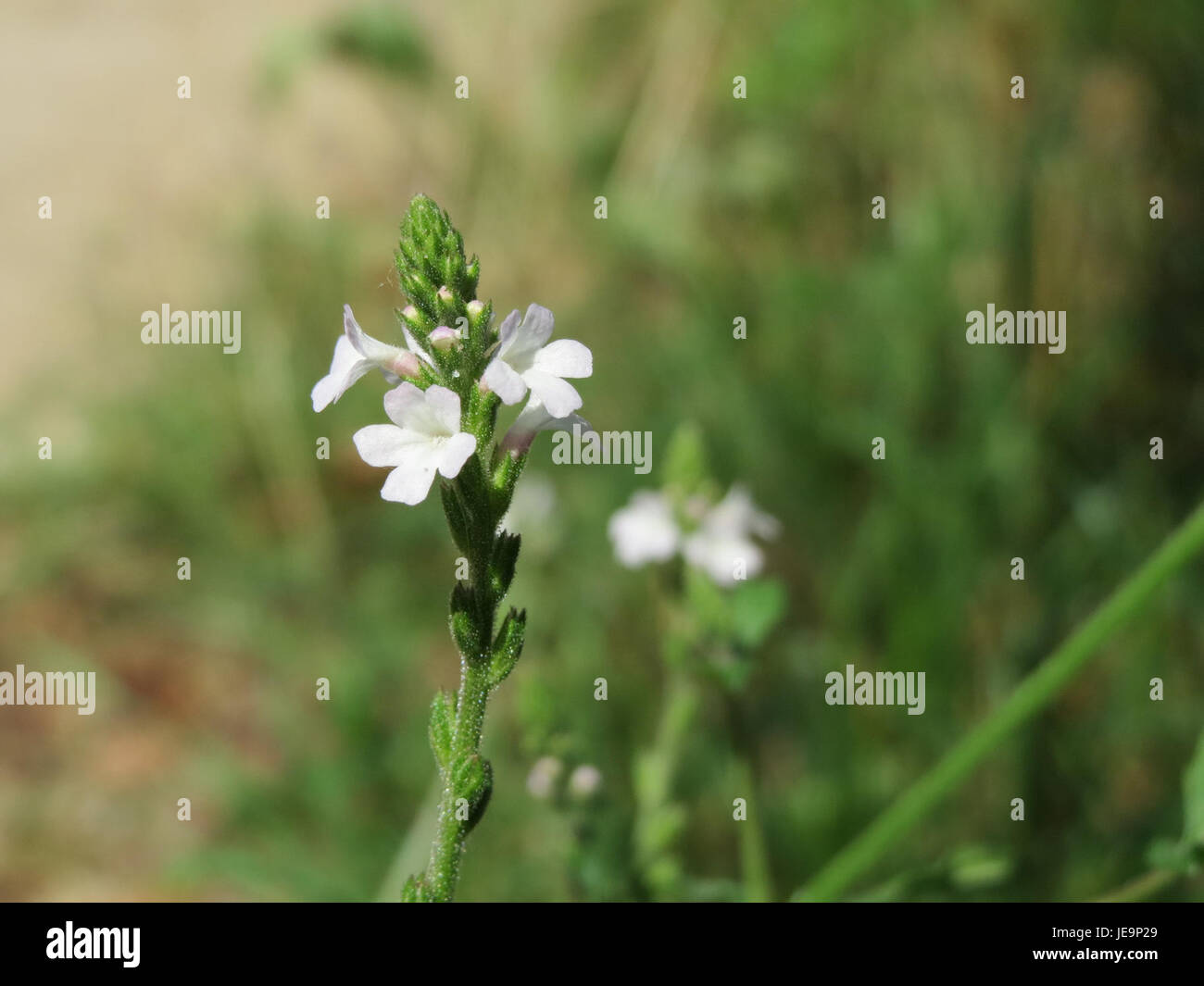 Verbena officinalis, commonly known as common vervain, is a perennial ...