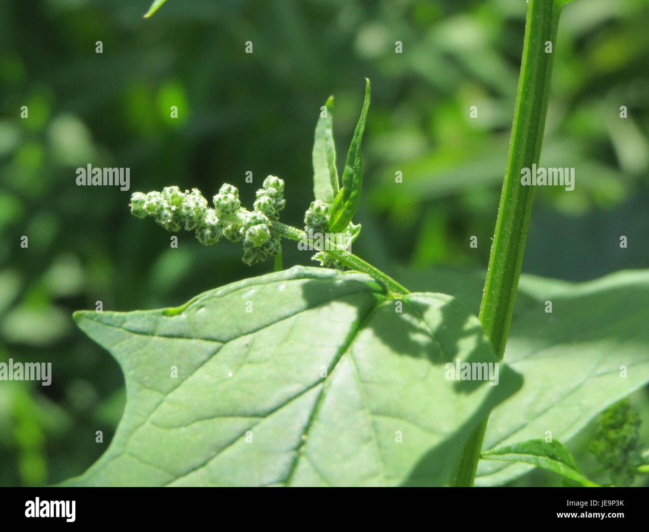Chenopodiastrum hybridum, commonly known as palmer amaranth, is a plant ...