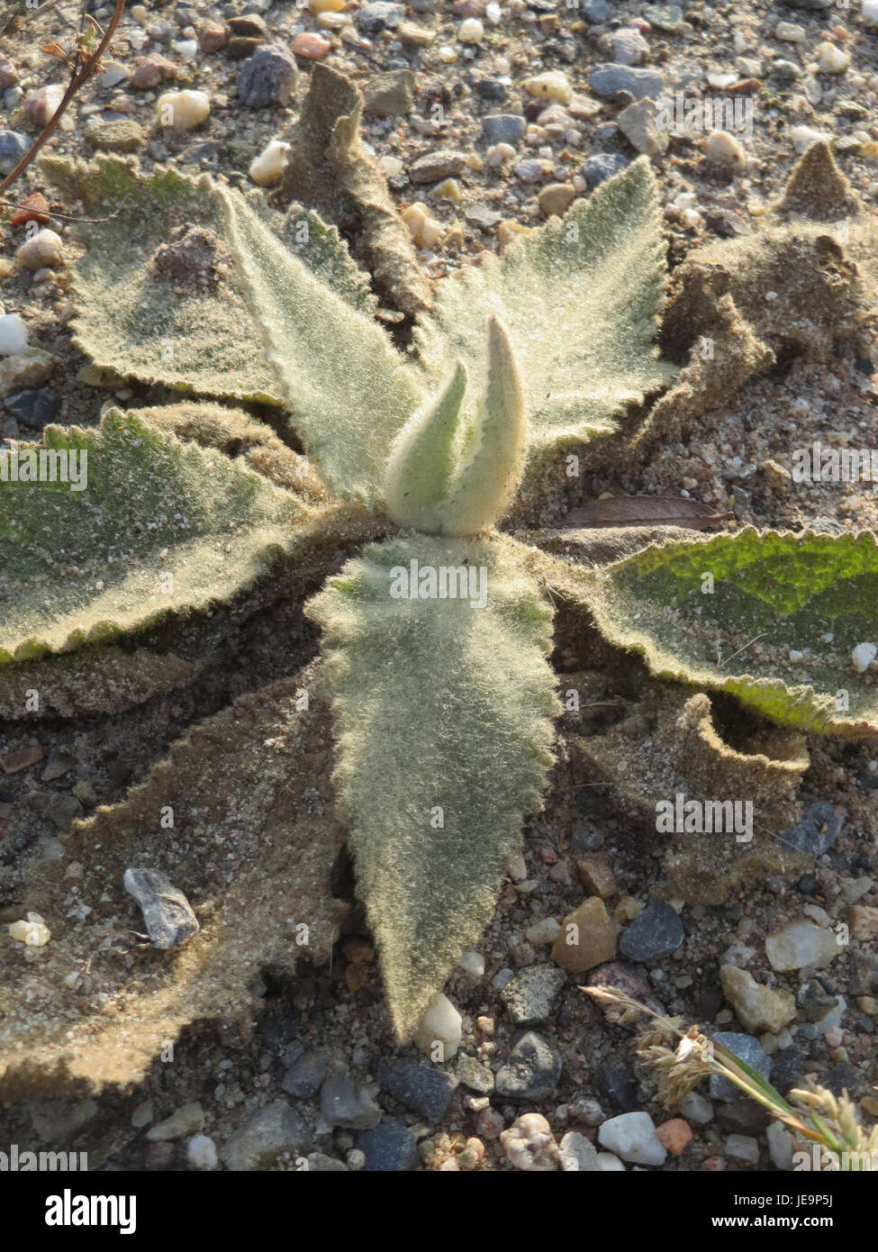 Verbascum thapsus, commonly known as great mullein, is a biennial plant ...