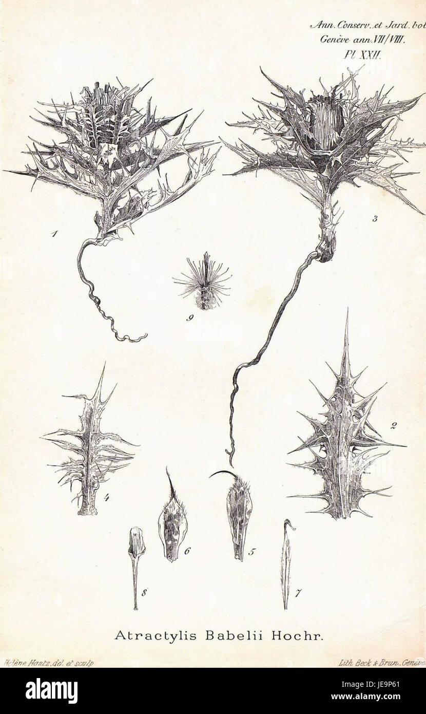 This image shows Atractylis babelii, a plant species native to the ...