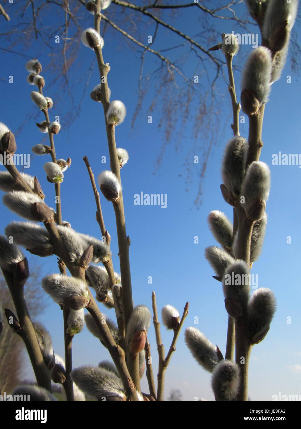 A photograph of Salweide, also known as the Salix herbacea or dwarf ...