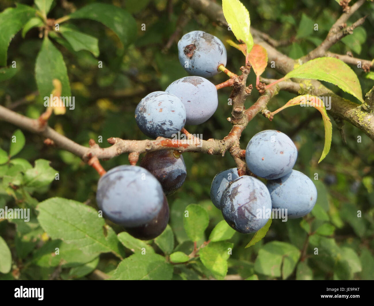 Prunus spinosa, commonly known as sloe, is a shrub native to Europe and ...