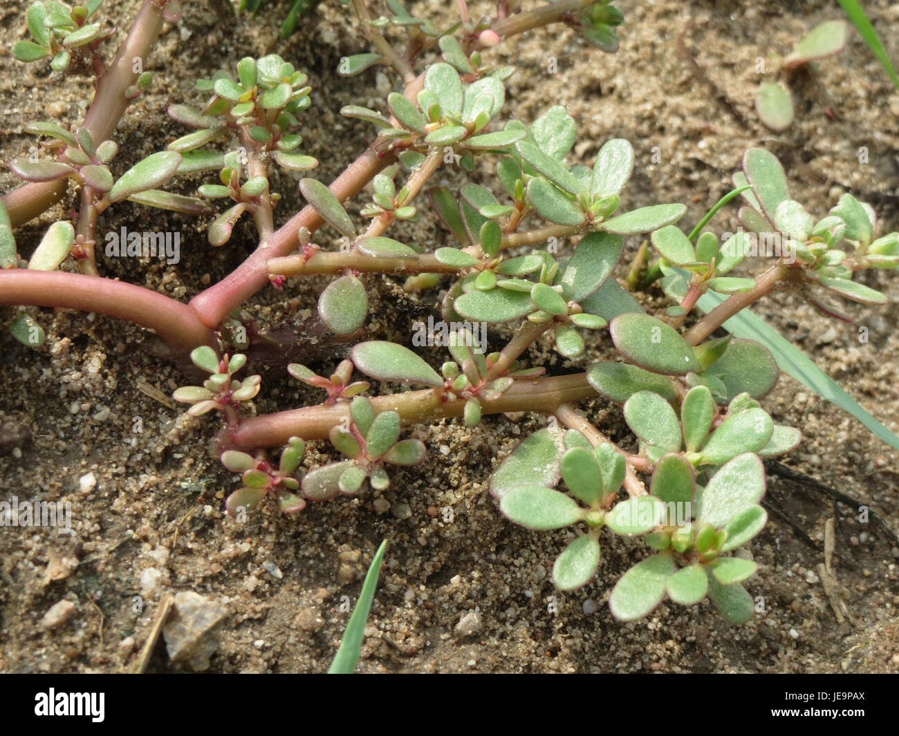 A photograph of Portulaca oleracea, commonly known as purslane, taken ...