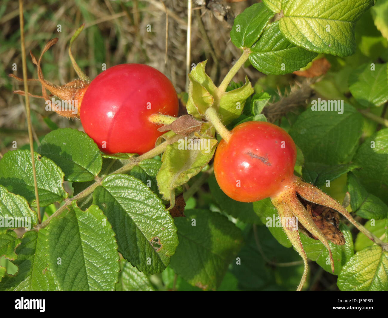 Rosa rugosa, commonly known as the rugosa rose, is a hardy shrub known ...