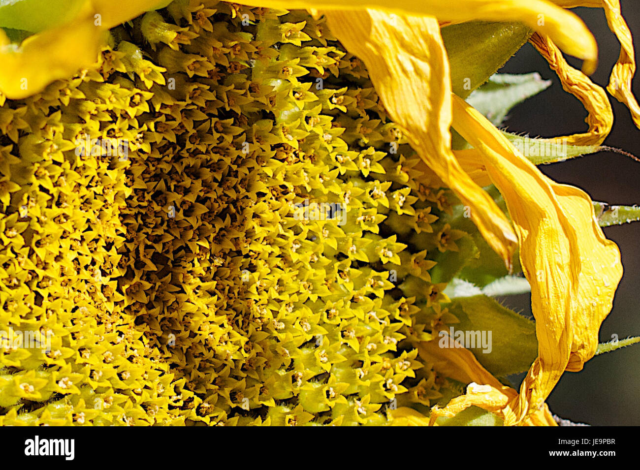 This photograph captures a sunflower up close, highlighting the ...