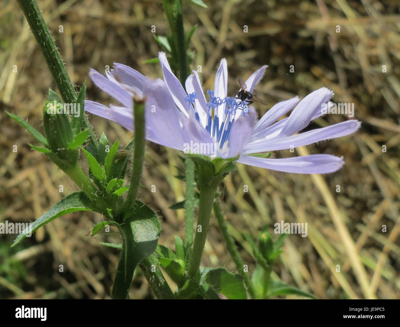 Cichorium intybus, commonly known as chicory, is a flowering plant in ...