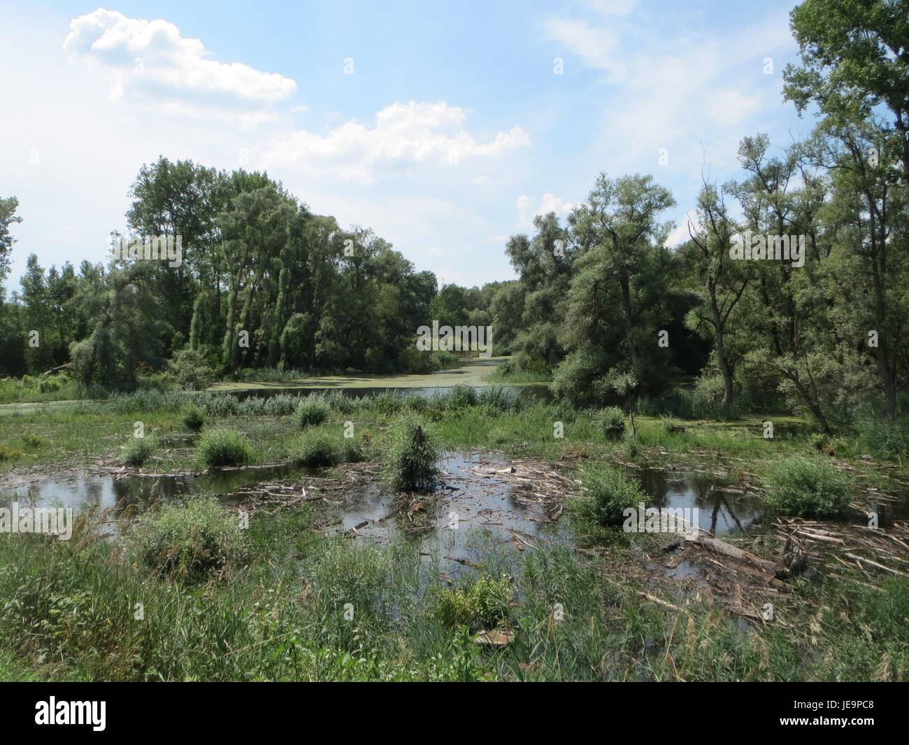 The Rheinauen near Philippsburg, Germany, are wetlands located along ...