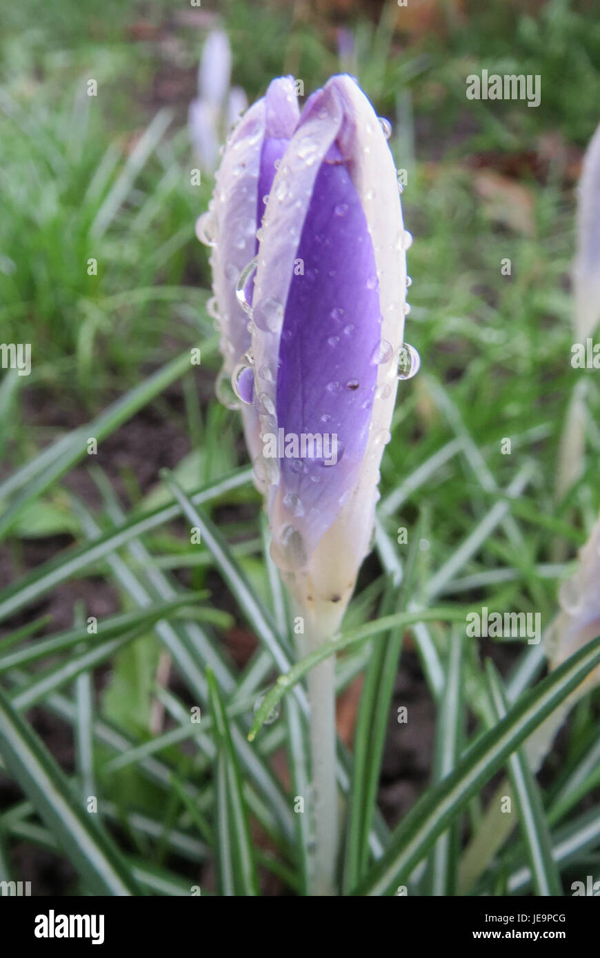 Crocus tommasinianus, commonly known as the woodland crocus or early ...