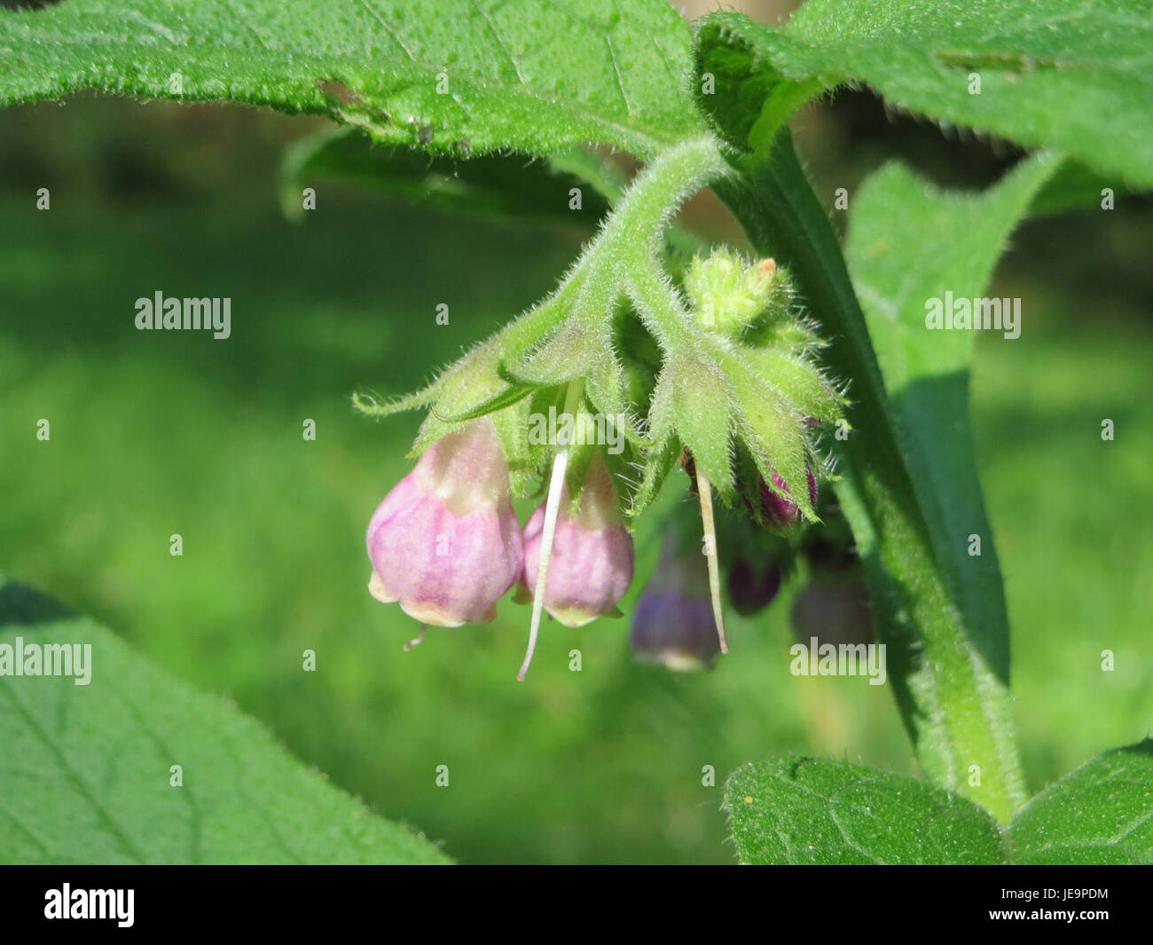 Symphytum officinale, commonly known as comfrey, is a medicinal herb ...