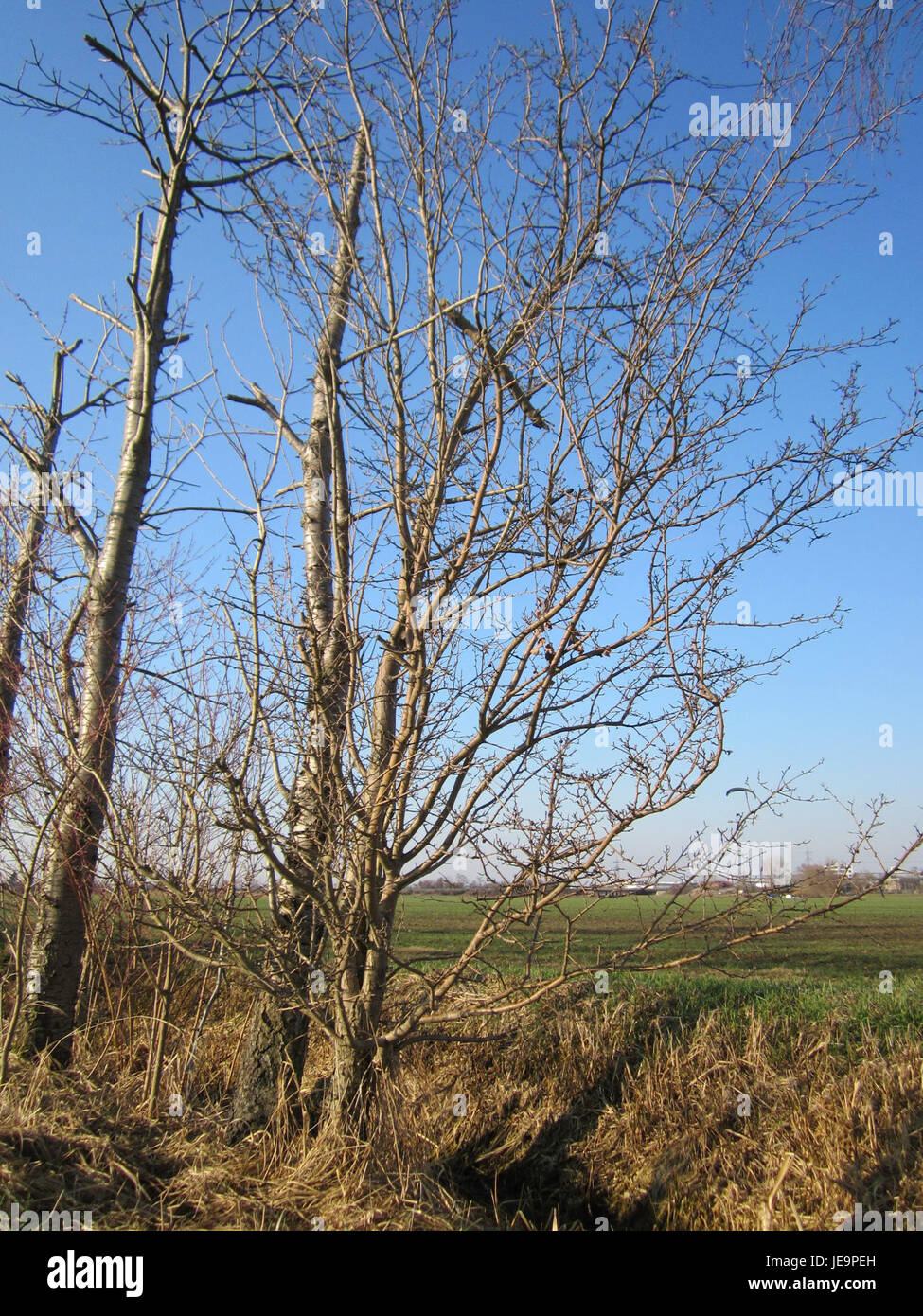 Tremble in the wind hi-res stock photography and images - Alamy