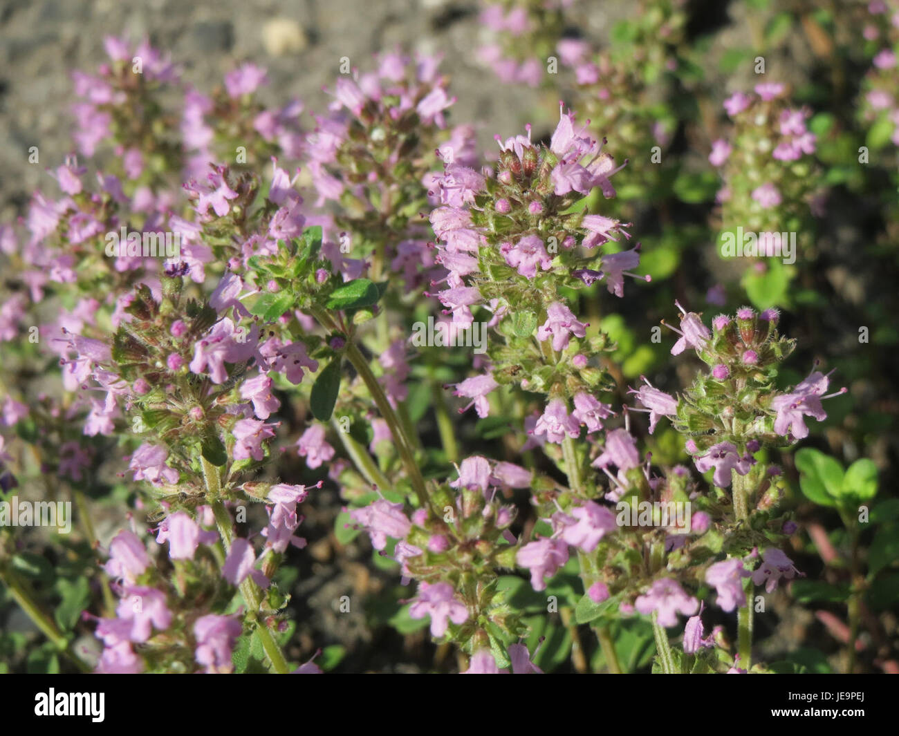 Thymus serpyllum, commonly known as creeping thyme, is a low-growing ...
