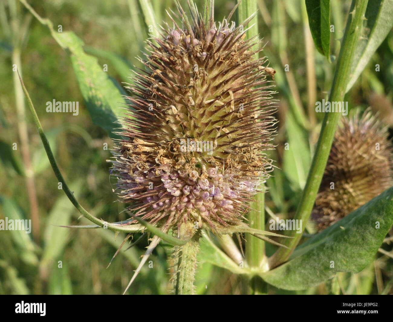 Cone shaped flower heads hi-res stock photography and images - Alamy