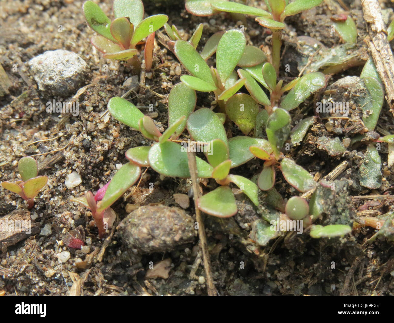 Portulaca oleracea, commonly known as purslane, is a succulent plant ...
