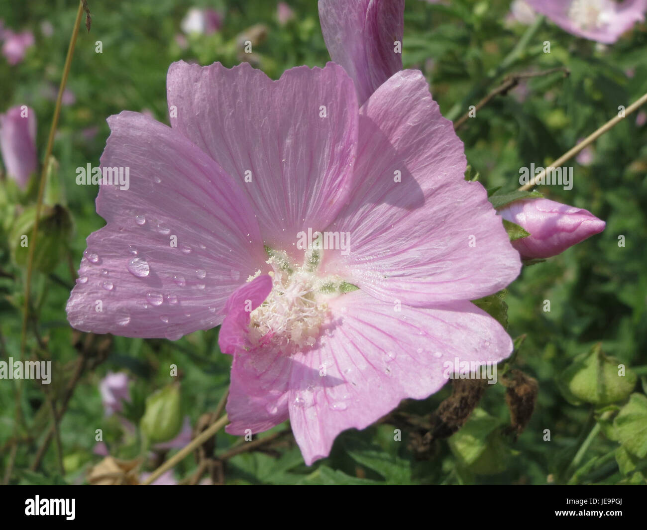 A photograph of Malva alcea, a plant species known for its striking ...