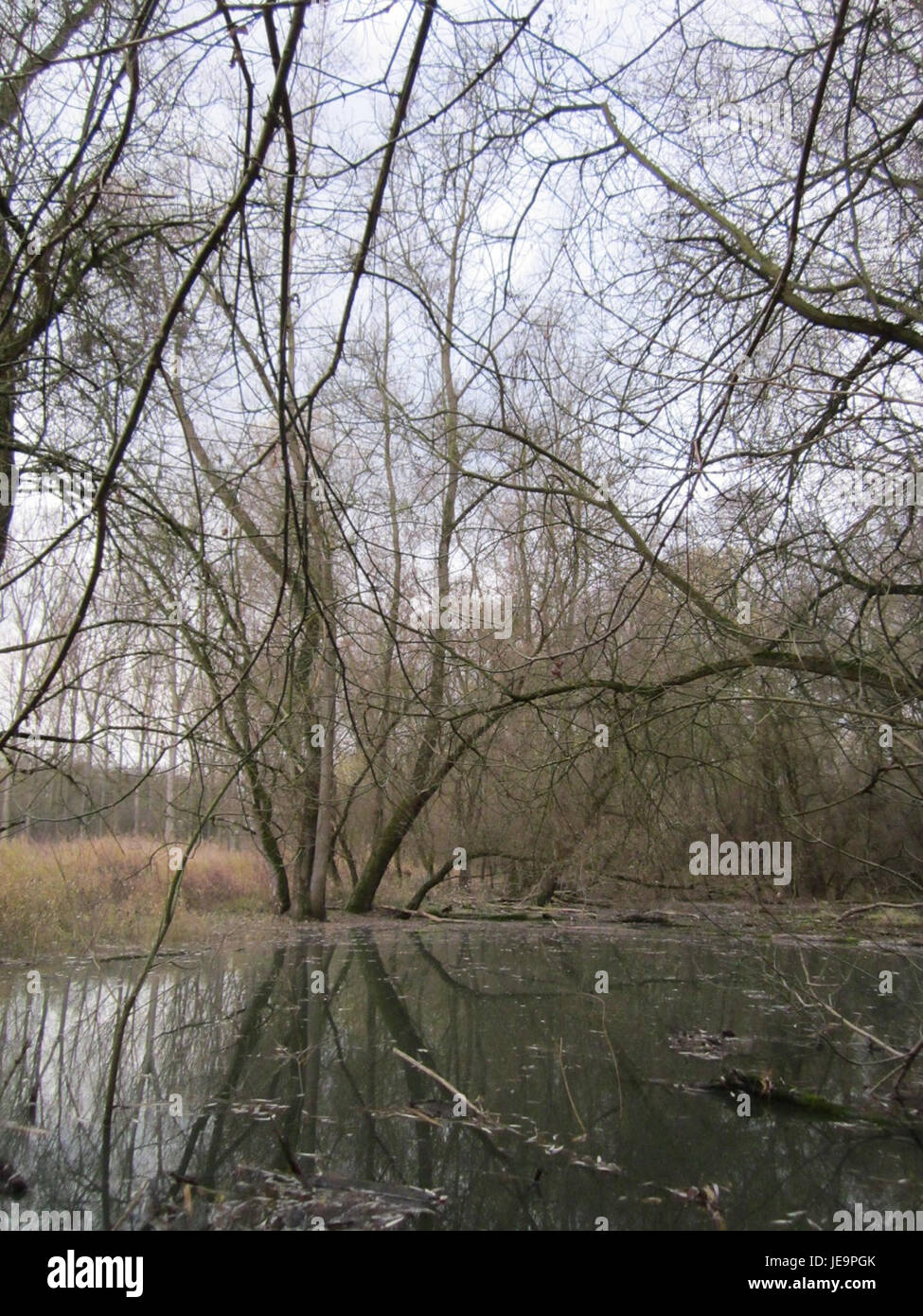 This photograph depicts the *Altrhein* (Old Rhine) river near *Ketsch ...