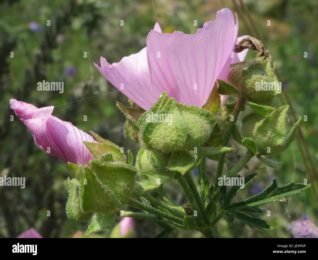 A photograph of Malva alcea, also known as common mallow, taken on July ...